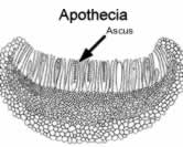 Untitled Document [www.tanelorn.us]