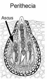 Untitled Document [www.tanelorn.us]